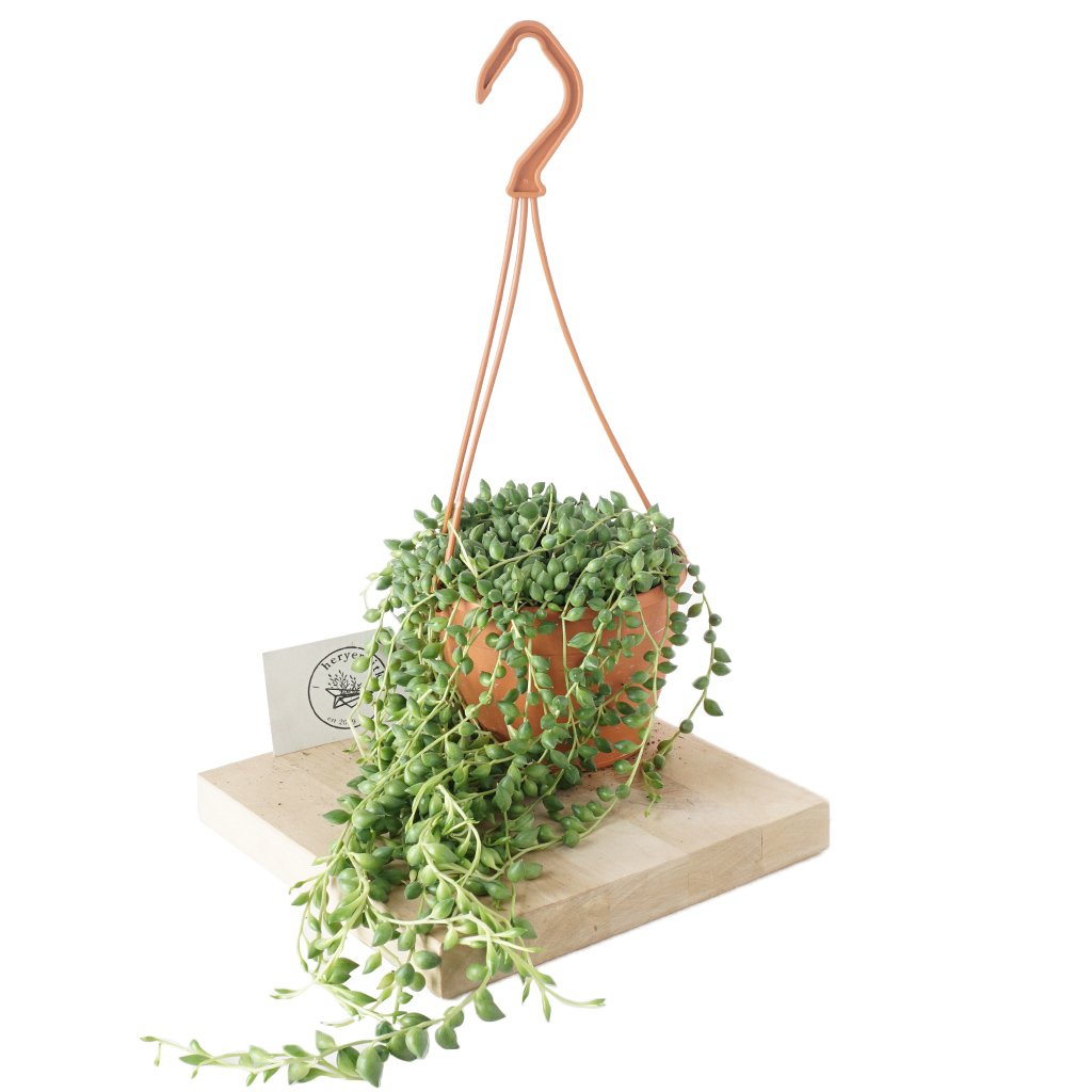Senecio, Askılı İnci Tanesi Bitkisi - Heryerbitki