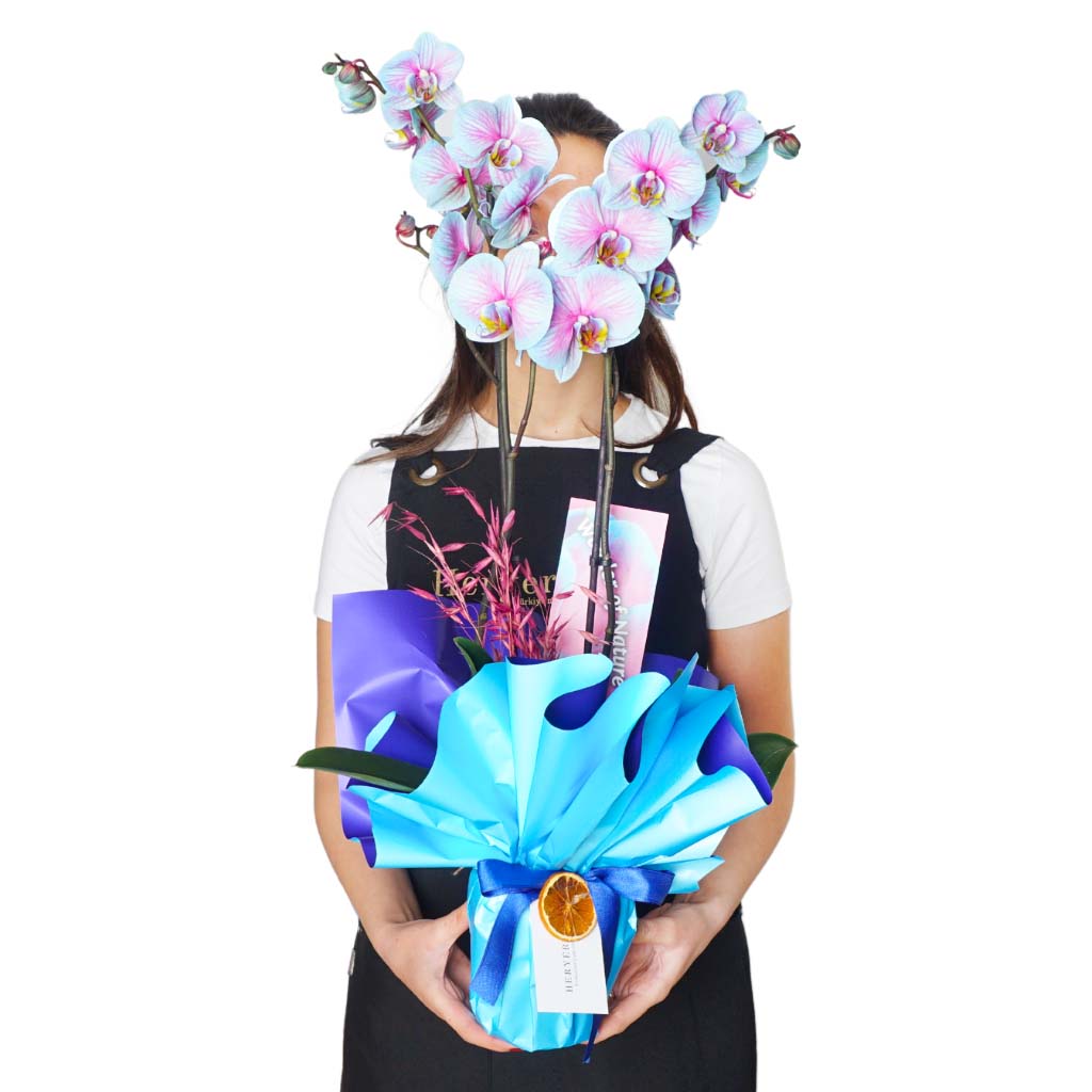 Cascade Pure Gift (Alacalı Mavi Orkide)