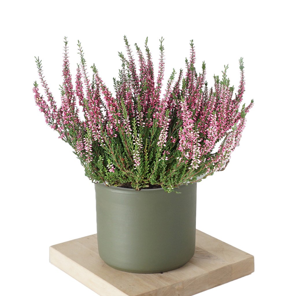 Erica Funda Bitkisi - Heryerbitki