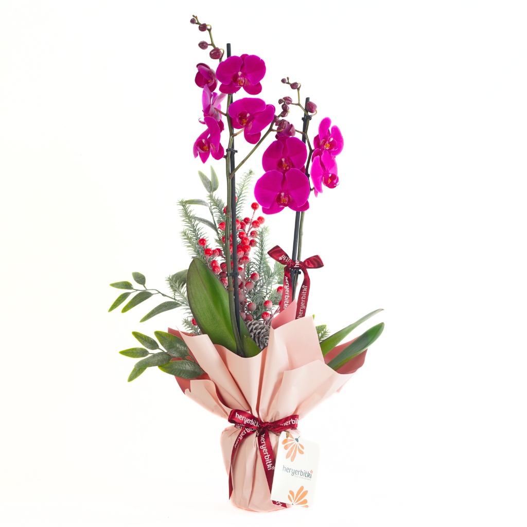 Festive Purple Orchid (Mor Orkide)