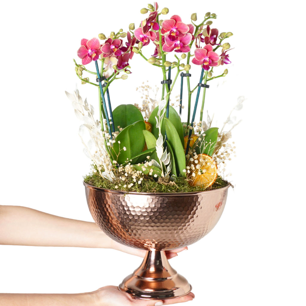 6 Dallı Premium Ateş Orkide Aranjmanı - Heryerbitki