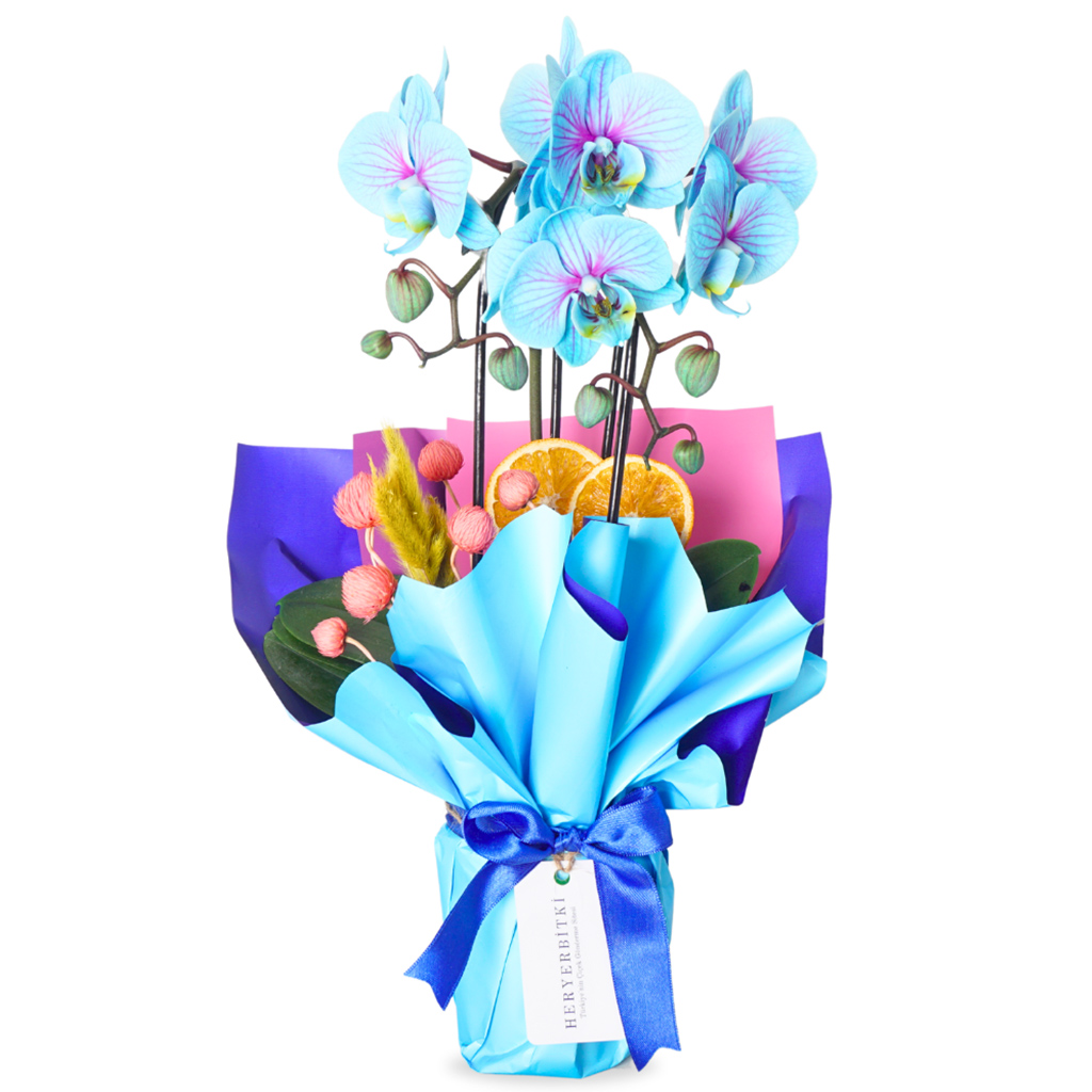 Magical Blue Orchid (Çember Mavi Orkide Tasarımı)