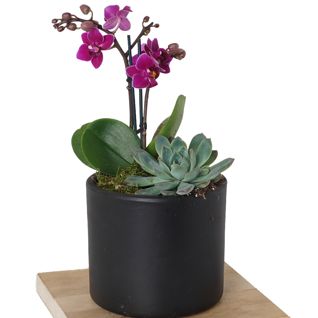 Mor Orkide & Sukulent Aranjmanı