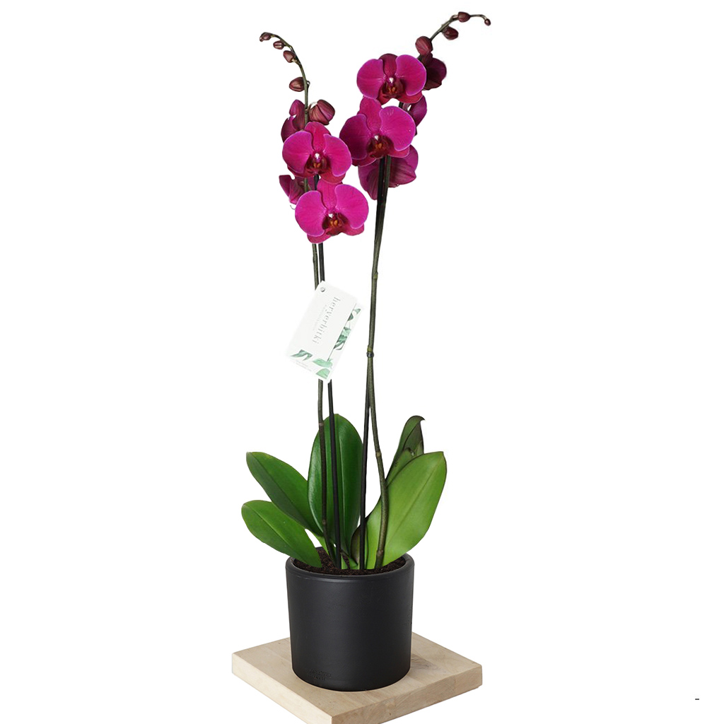 Mor Orkide 2 Dallı - Phalaenopsis Orchids - Heryebitki