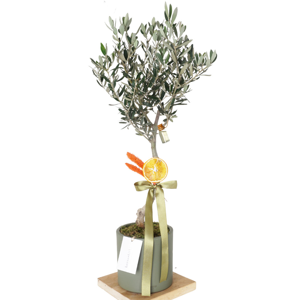 Olive Tree Gift (Hediye Zeytin Ağacı)
