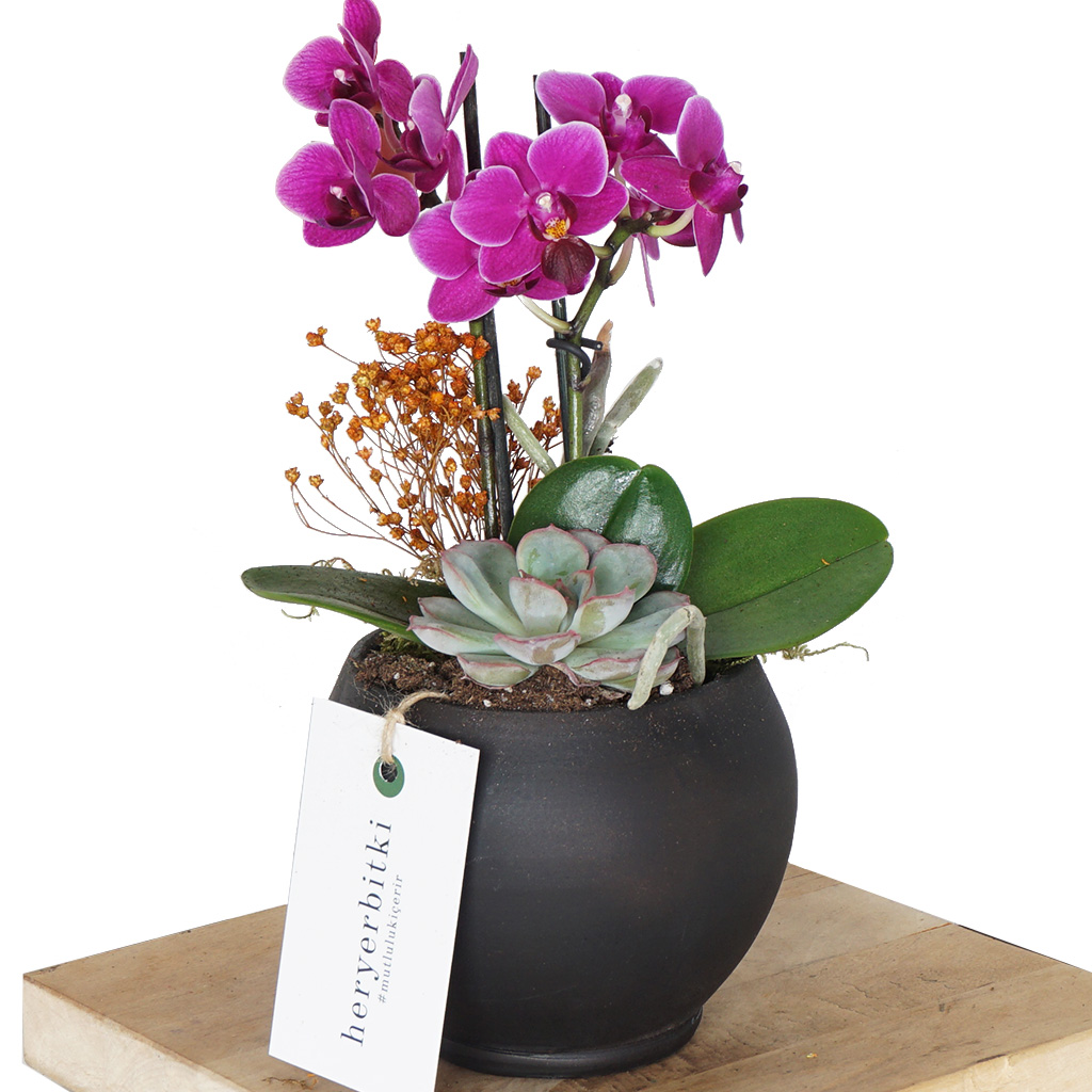 Mor Orkide ve Sukulent Aranjmanı Gönder - Heryerbitki