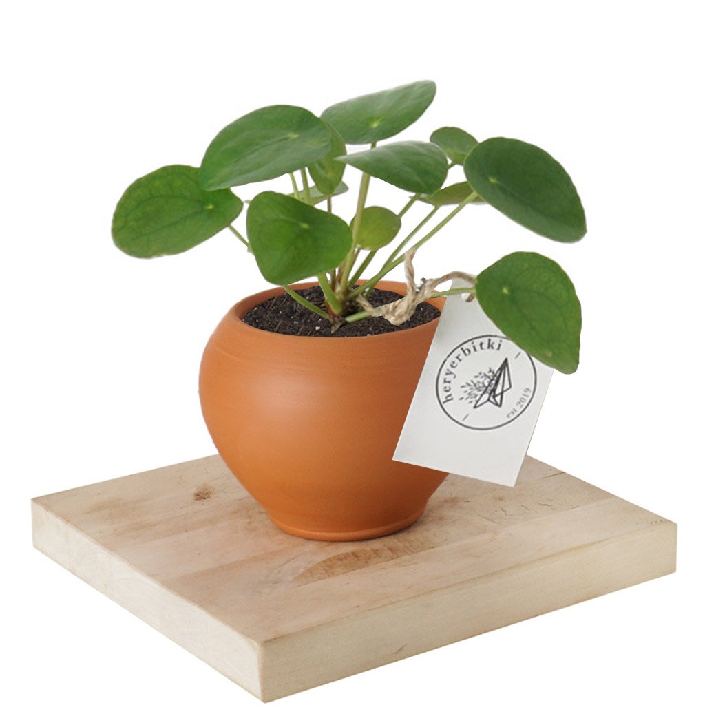 Pilea, Çin Para Bitkisi - Heryerbitki