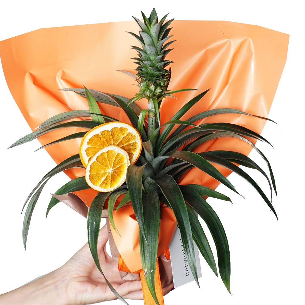 Ananas Bitkisi (Pineapple Plant Gift) - Heryerbitki