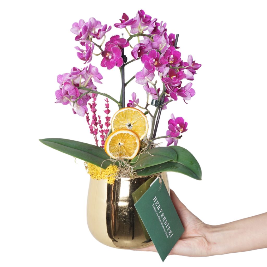 Premium Bloom Orchids (Mor Orkide) - Heryerbitki
