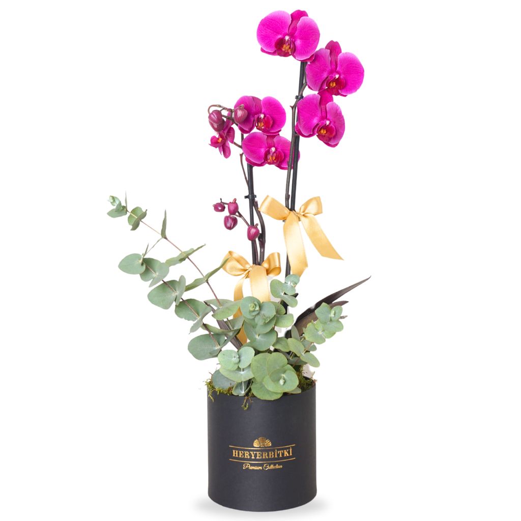Premium Box Purple Orchid (Mor Orkide Aranjmanı)