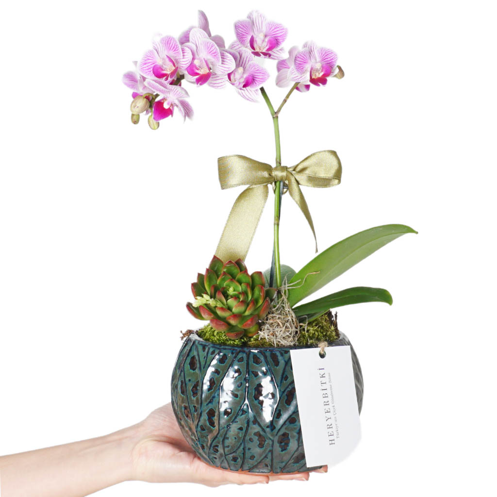 Premium Vazoda Mor Orkide Aranjmanı