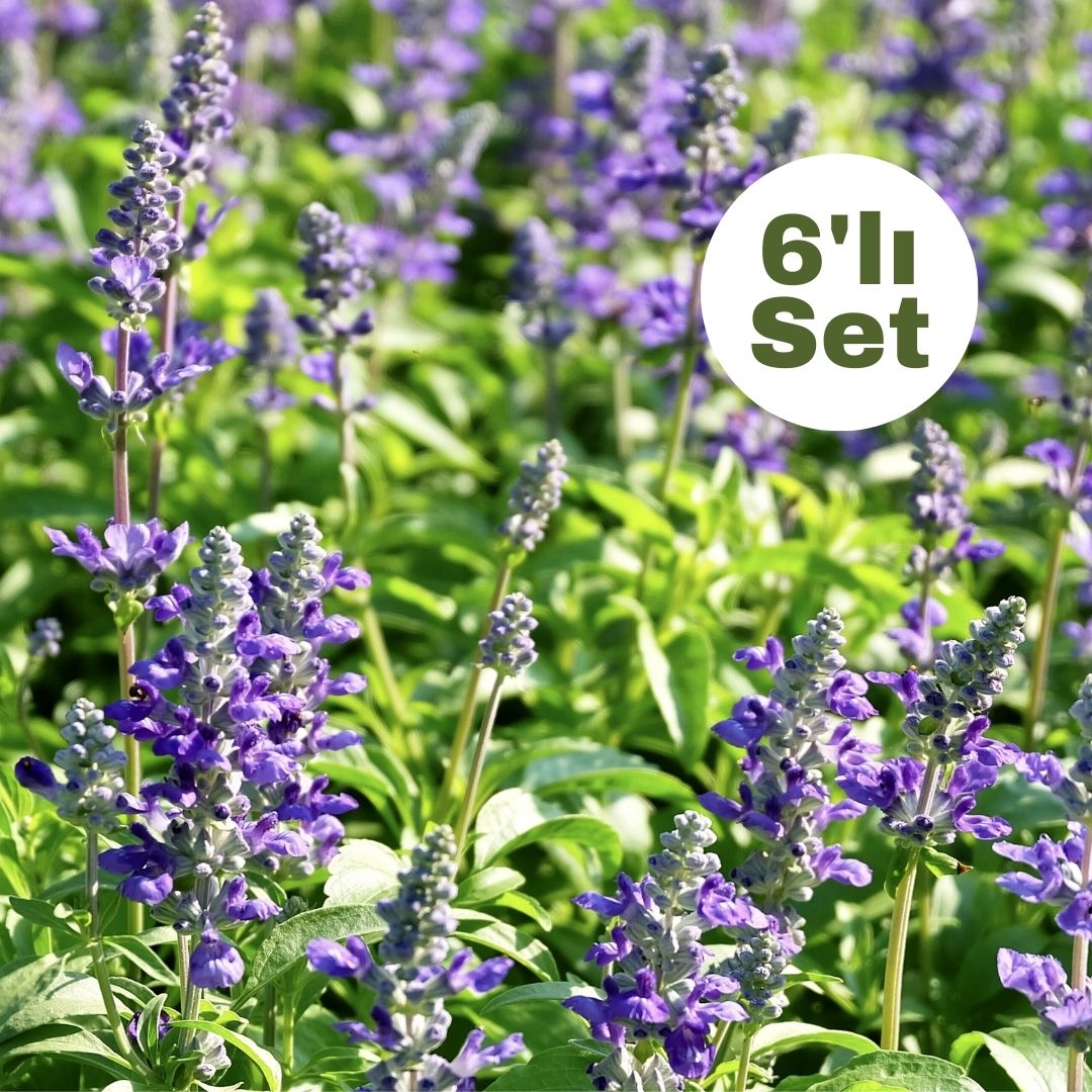 Adaçayı (Salvia Officinalis) 6'lı Set