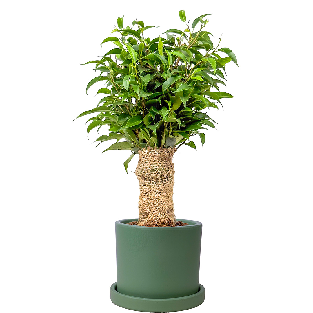 Benjamin Mini (Ficus Benjamina Danielle) Ruby - Toprak Saksılı Bitki