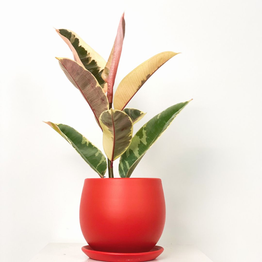 Beyaz Alacalı Kauçuk Mini (Ficus Elastica Tineke) Curvy-Toprak Saksılı