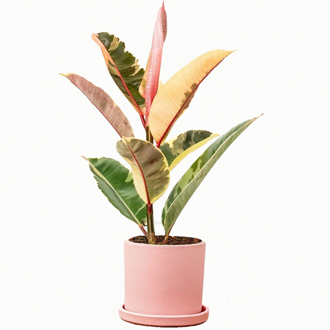 Beyaz Alacalı Kauçuk Mini (Ficus Elastica Tineke) Ruby -Toprak Saksılı