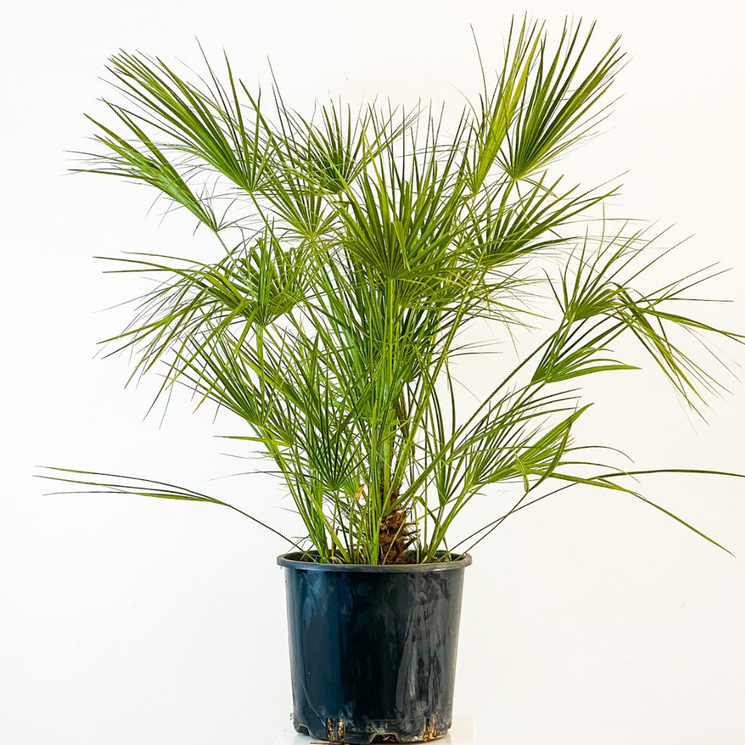 Bodur Palmiye (Chamaerops Humilis)