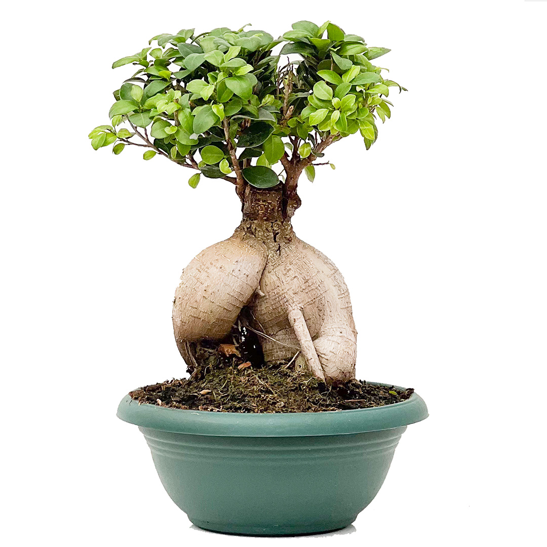 Bonsai Medium (Ficus Ginseng) - Bonsai Çeşitleri
