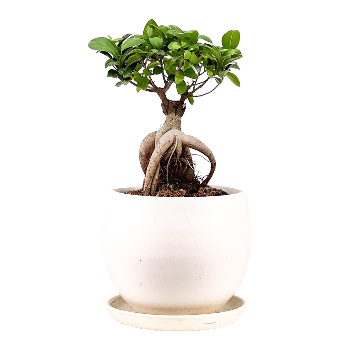 Bonsai Mini (Ficus Ginseng) Curvy - Toprak Saksılı Bitkiler