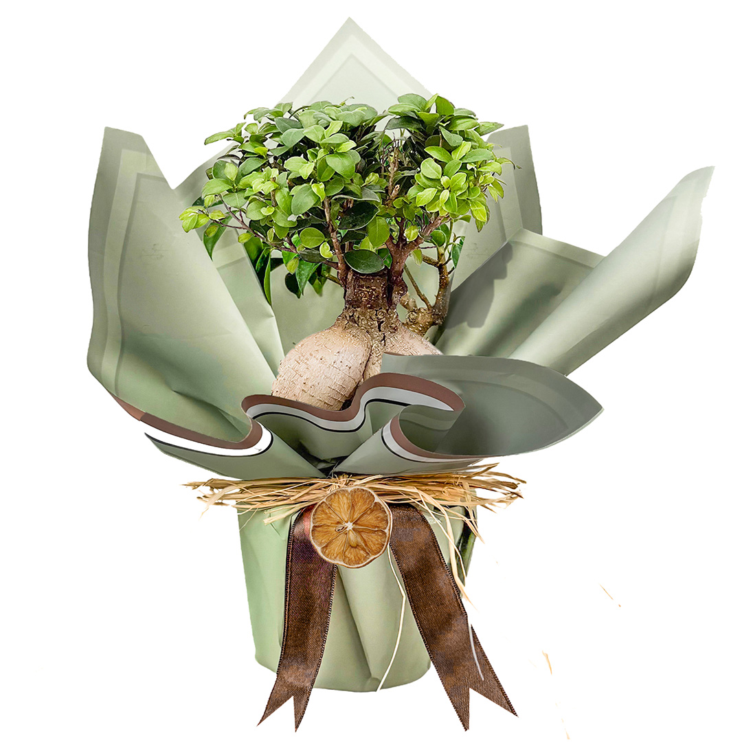 Bonsai Mini (Ficus Ginseng) Hediye Paketli - Hediyelik Bitkiler
