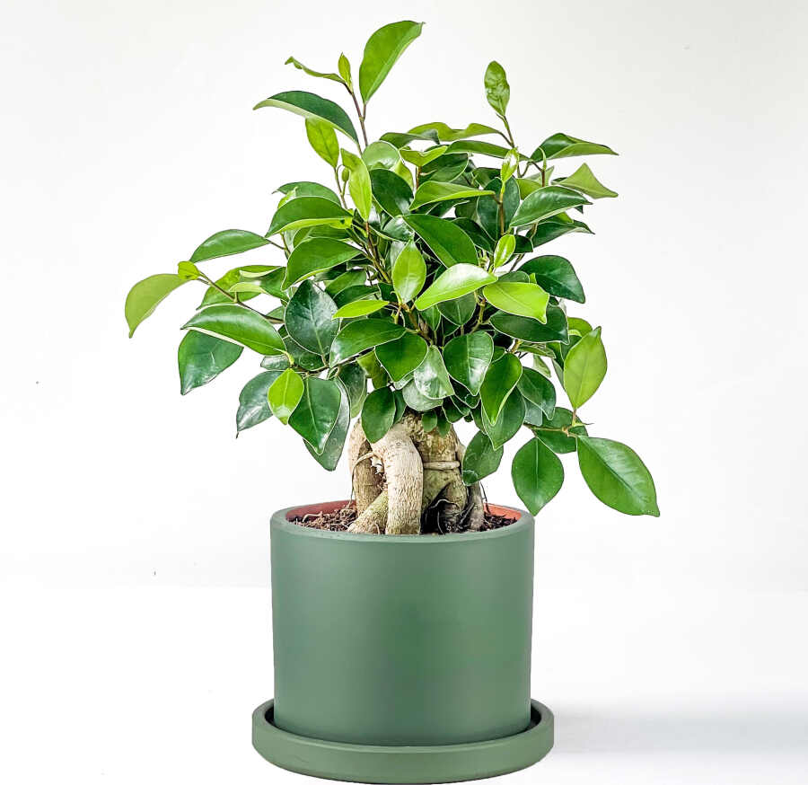Bonsai Mini (Ficus Ginseng) Ruby - Toprak Saksılı Bitkiler
