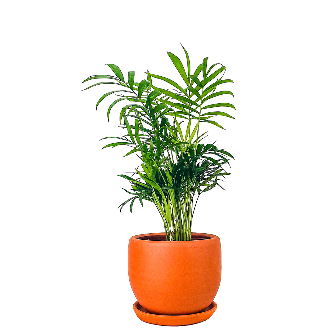 Dağ Palmiyesi Mini (Chamaedorea Elegans) Curvy - Toprak Saksılı Bitki