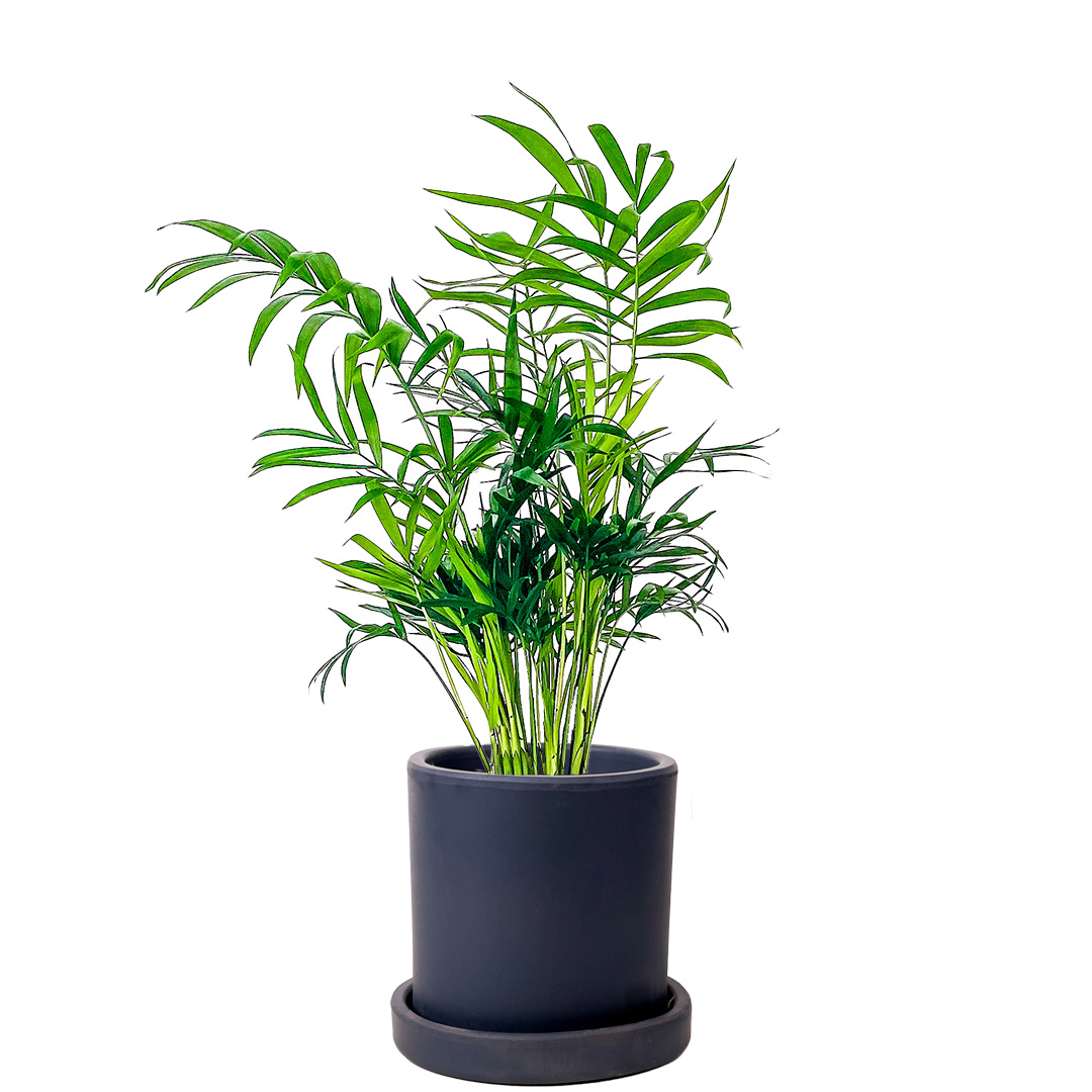 Dağ Palmiyesi Mini (Chamaedorea Elegans) Ruby - Toprak Saksılı Bitki