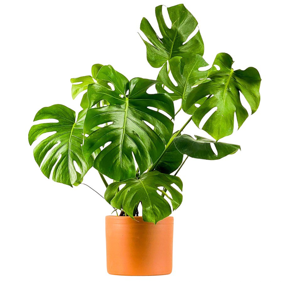 Deve Tabanı Large (Monstera Deliciosa) Ruby