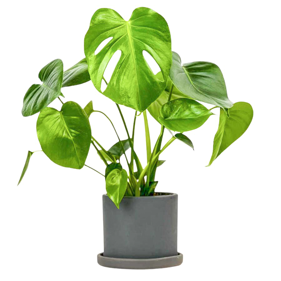 Deve Tabanı (Monstera Deliciosa) Ruby