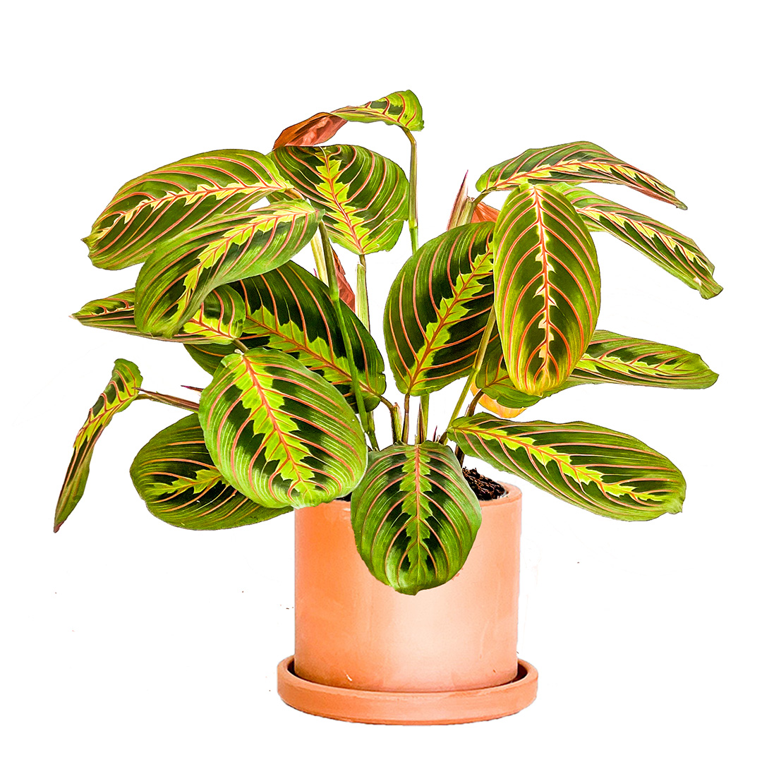 Dua Çiçeği (Maranta Fascinator) Ruby - Toprak Saksılı Bitki