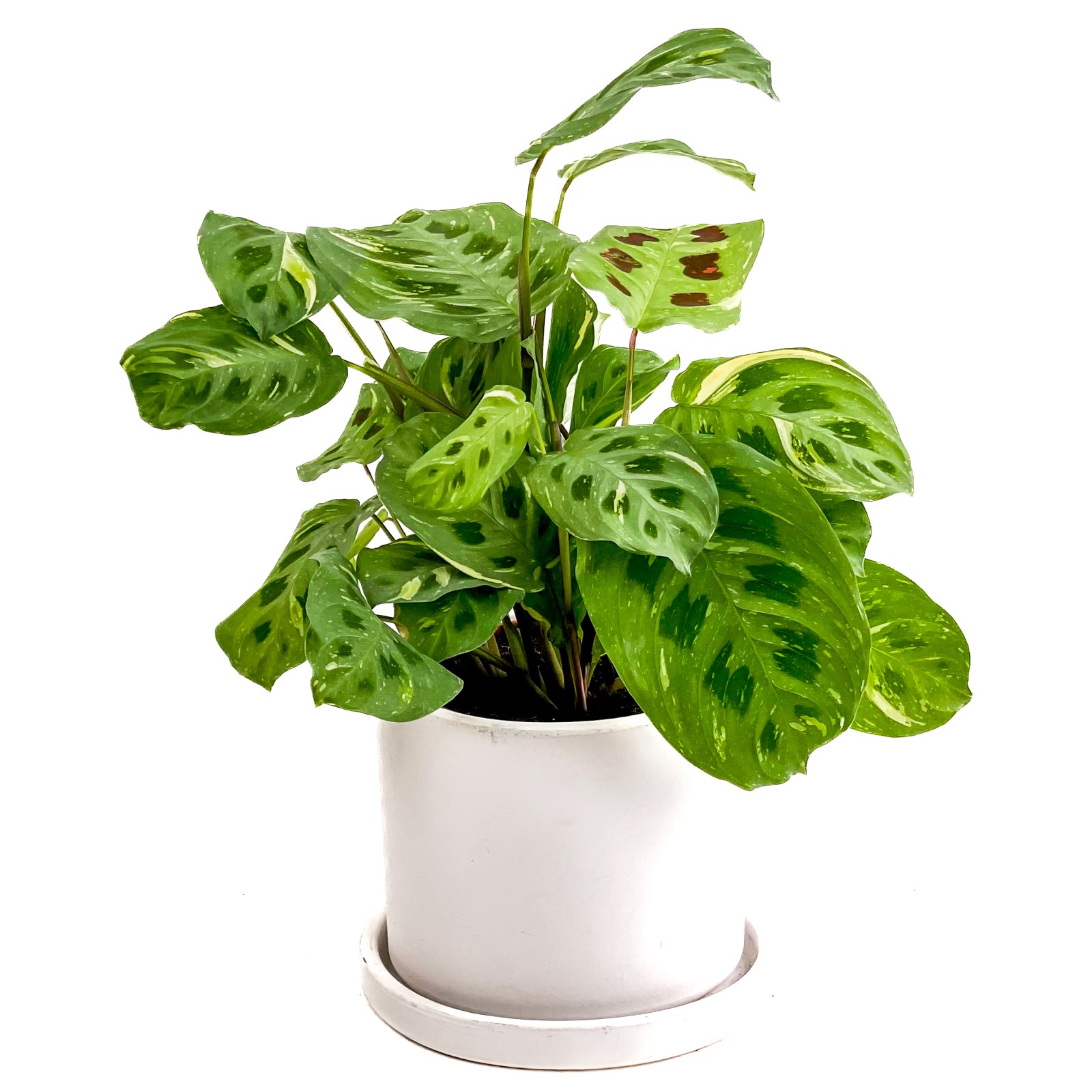 Dua Çiçeği (Maranta Kerchoveana) Ruby - Toprak Saksılı Bitki