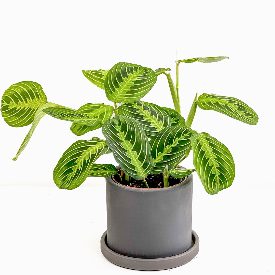 Dua Çiçeği (Maranta Lemon Lime) Ruby - Toprak Saksılı Bitki