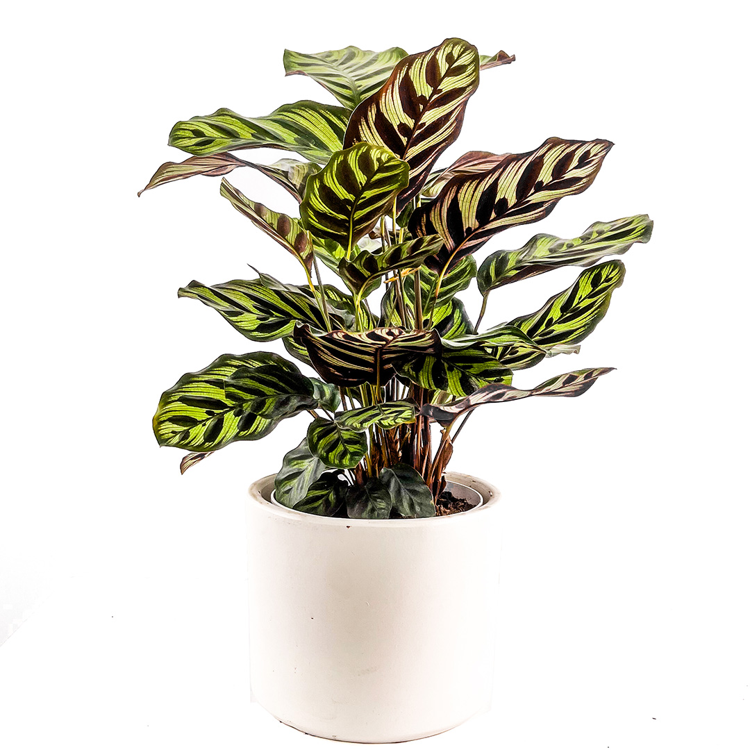 Kalatya (Calathea Makoyana) Ruby - Toprak Saksılı Bitki