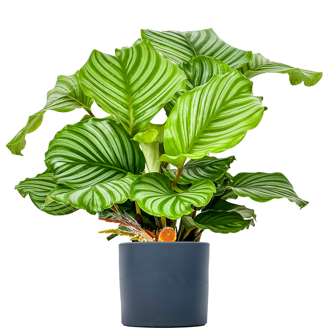 Kalatya (Calathea Orbifolia) Ruby - Toprak Saksılı Bitki
