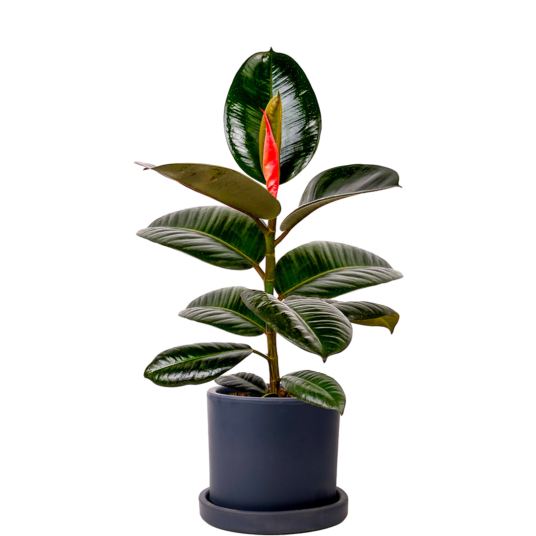 Kauçuk - (Ficus Elastica Robusta) Ruby - El yapımı toprak saksılı