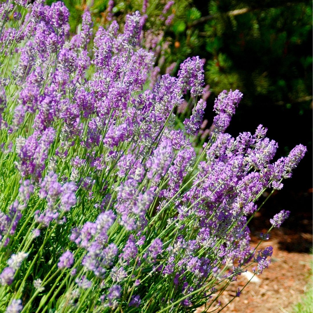 Lavanta (Lavandula Officinalis)