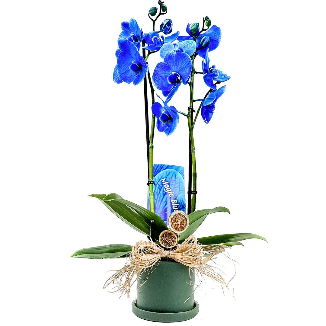 Mavi Orkide (Blue Orchid) Ruby - Hediyelik Orkide Bitki Türleri