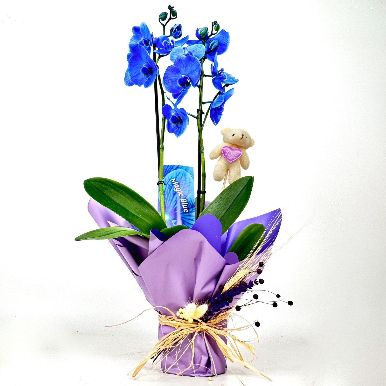 Mavi Orkide (Blue Orchid) Hediye Paketli - Hediyelik Orkideler