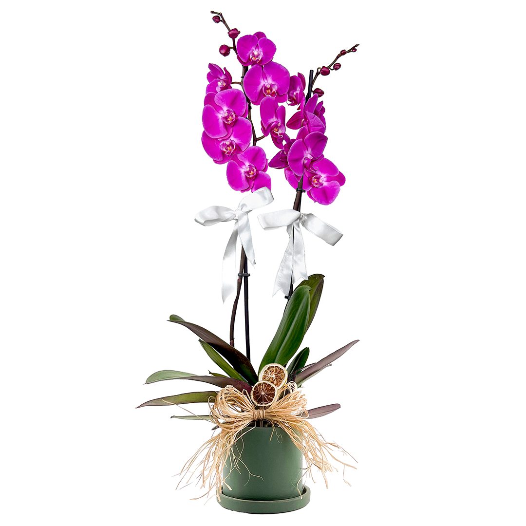Mor Orkide (Purple Orchid) Ruby - Toprak Saksılı Orkideler