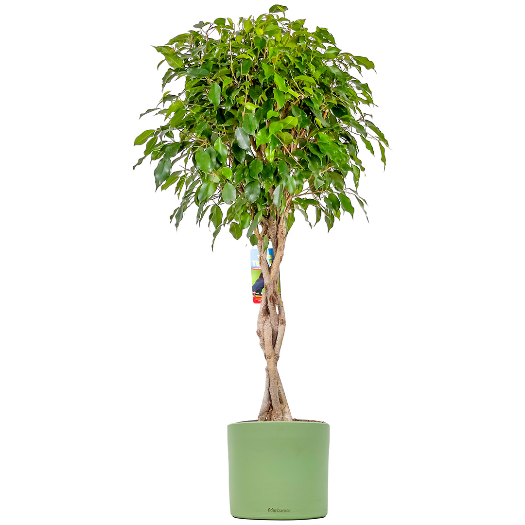 Örgülü Benjamin (Ficus Benjamina Danielle) Ruby - Toprak Saksılı Bitki