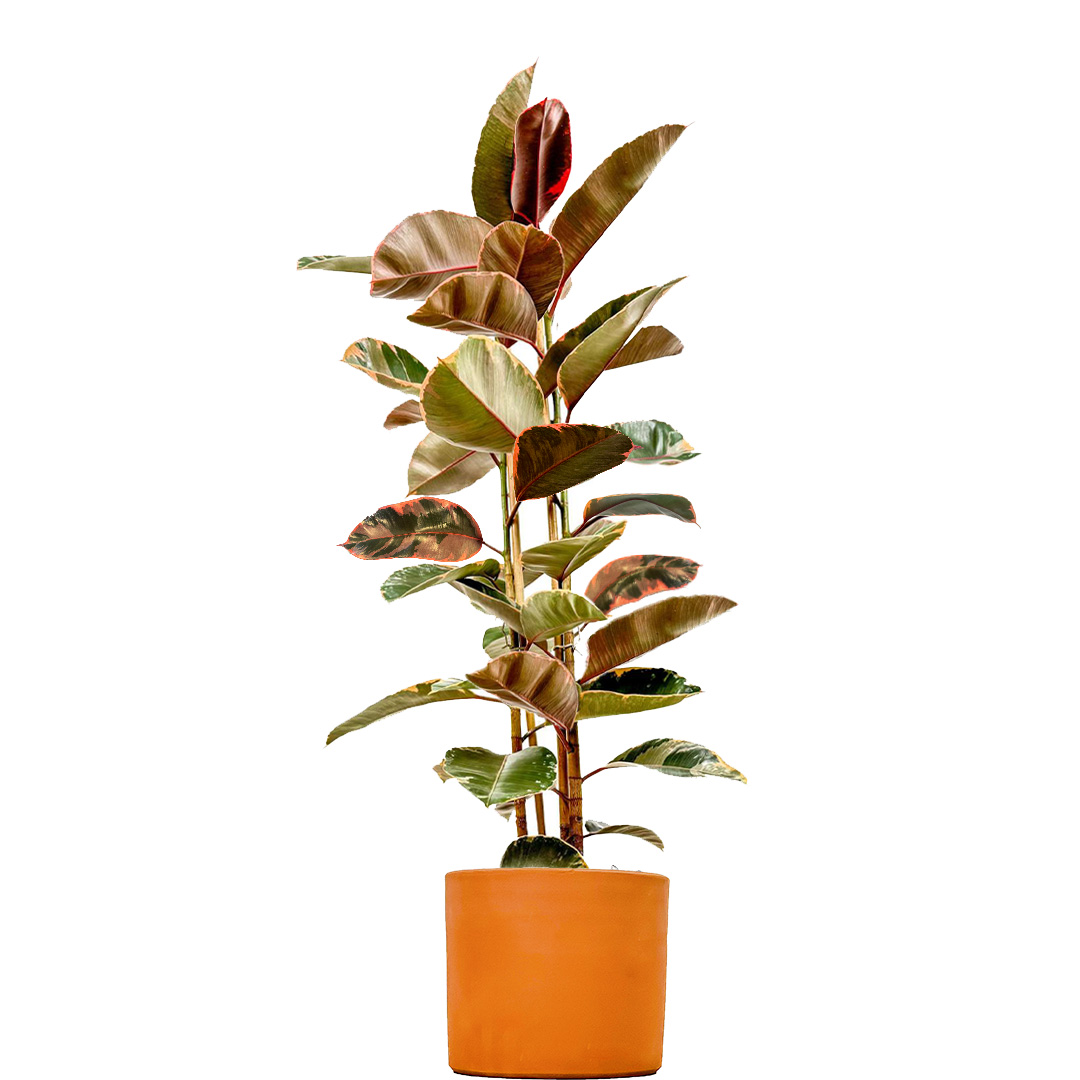 Pembe Alacalı Kauçuk - 2 Gövdeli - XL (Ficus Elastica Belize) Ruby