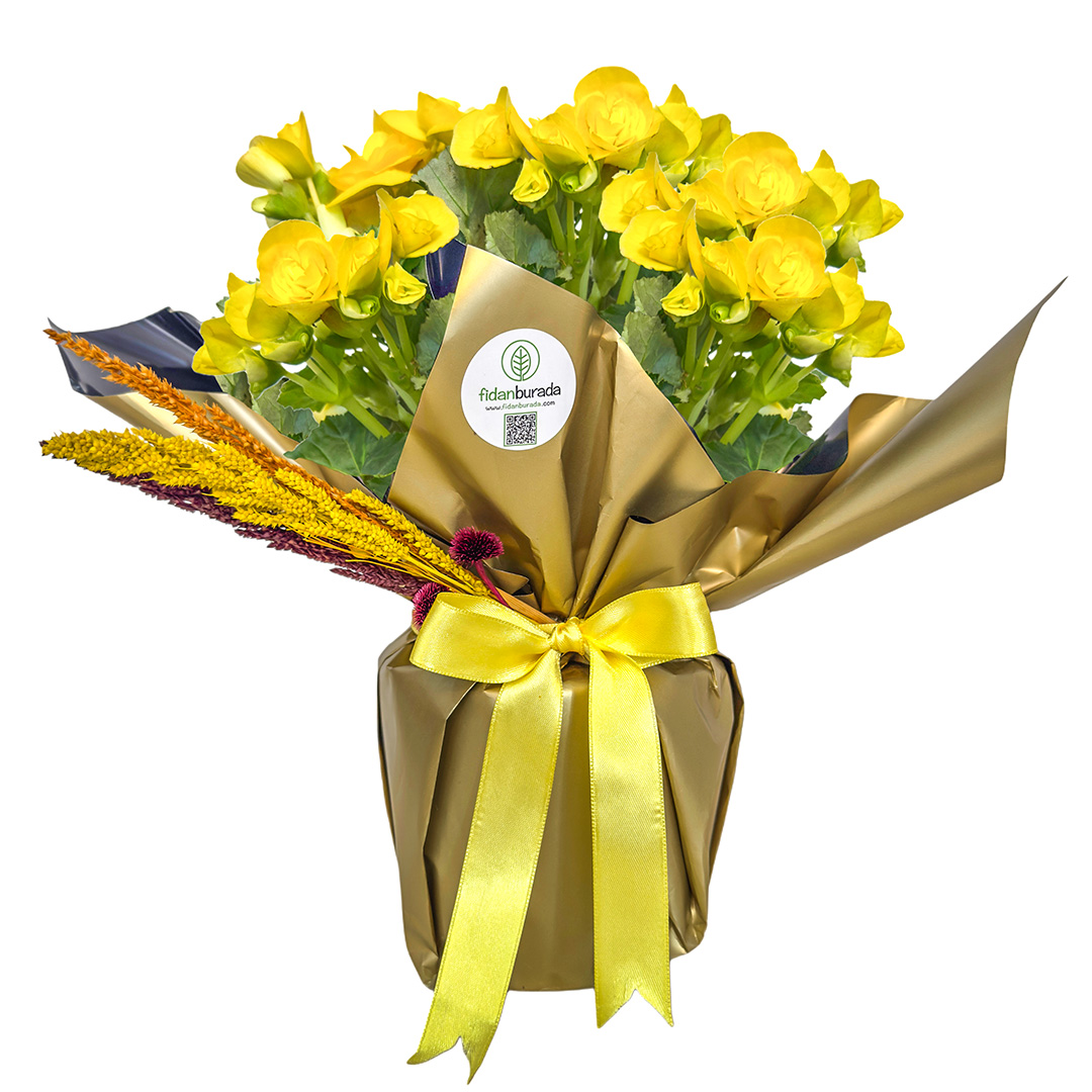Sarı Begonya (Begonia) Hediye Paketli - Hediyelik Bitkiler