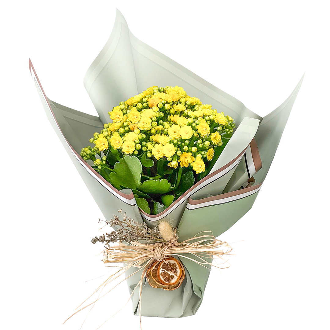 Sarı Kalanşo (Kalanchoe) Hediye Paketli - Hediyelik Bitkiler
