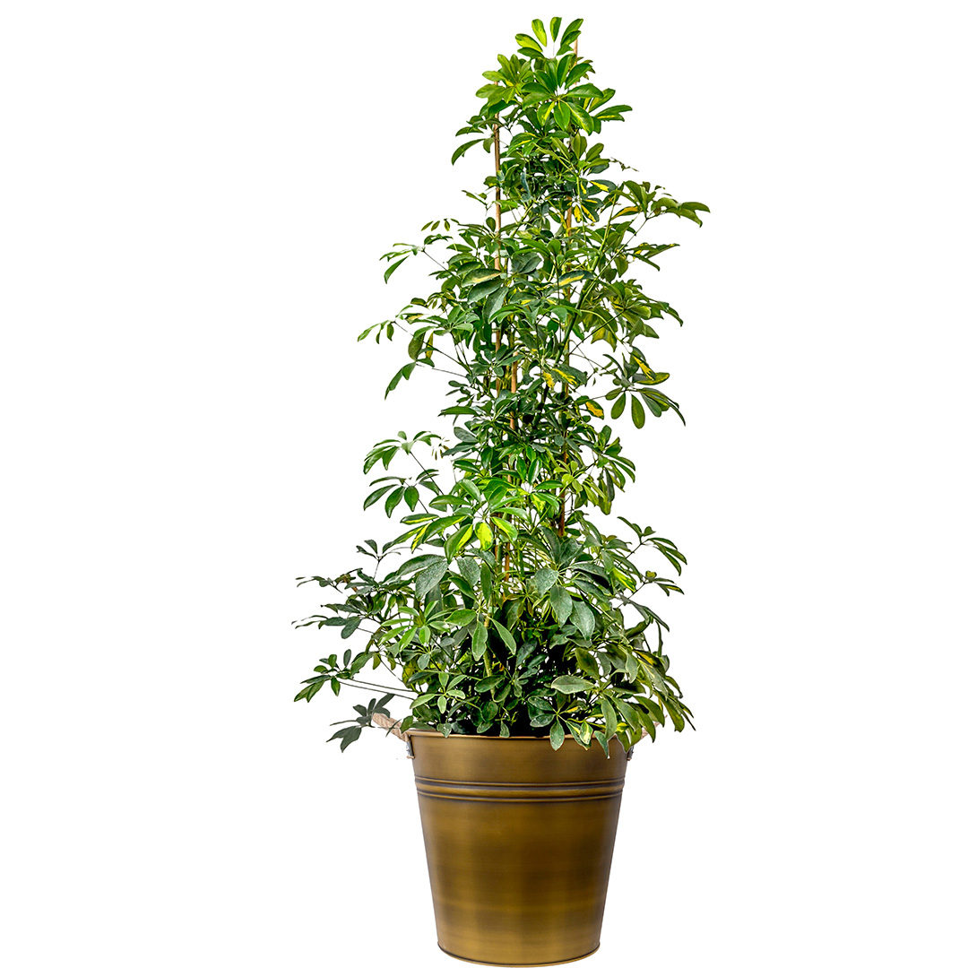 Şeflera (Schefflera) Gold Metal Saksılı - Metal Saksılı