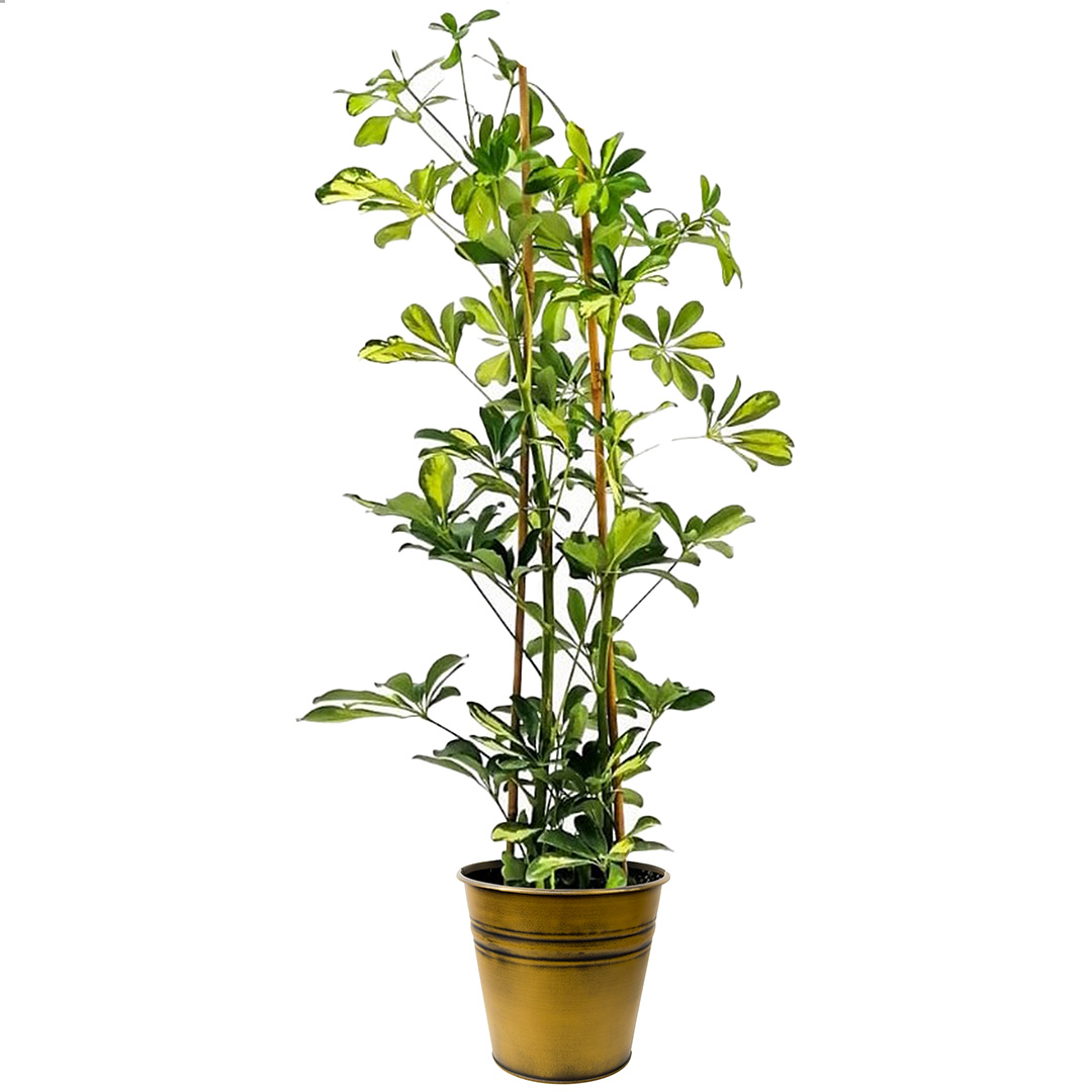 Şeflera (Schefflera) Metal Saksılı - Metal Saksılı Bitkiler