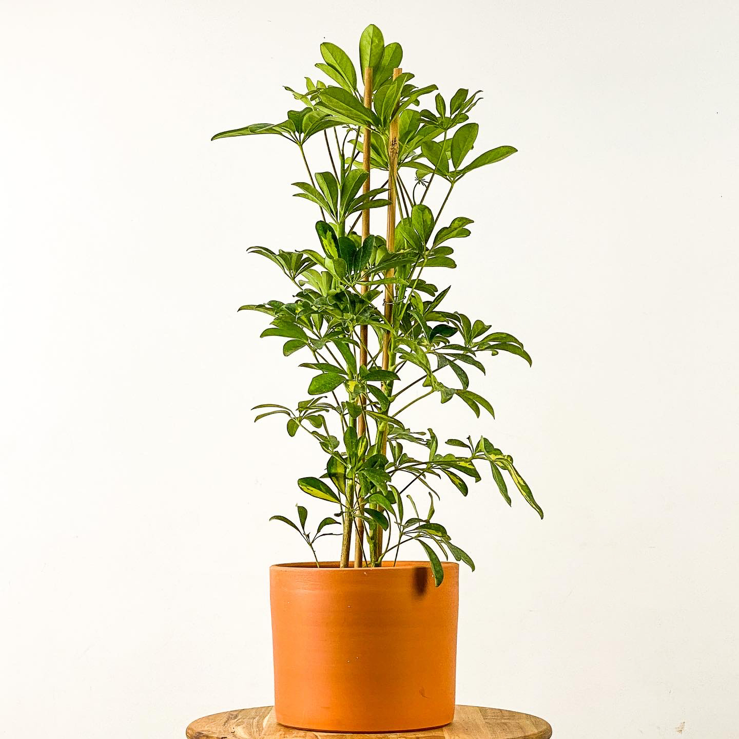 Şeflera (Schefflera) Ruby -Toprak Saksılı Bitki